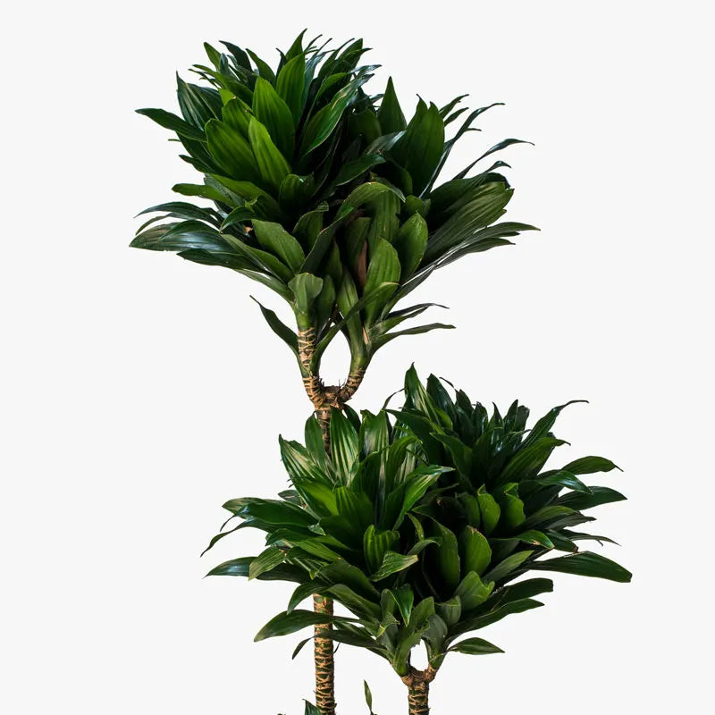 Dracaena Compacta Care Guide 101 – ROUGE ‘N’ LOVE