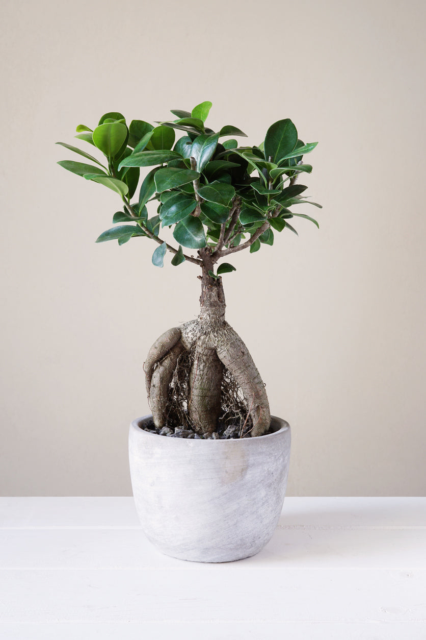 Ginseng Ficus Bonsai Care Guide 101 – ROUGE ‘N’ LOVE