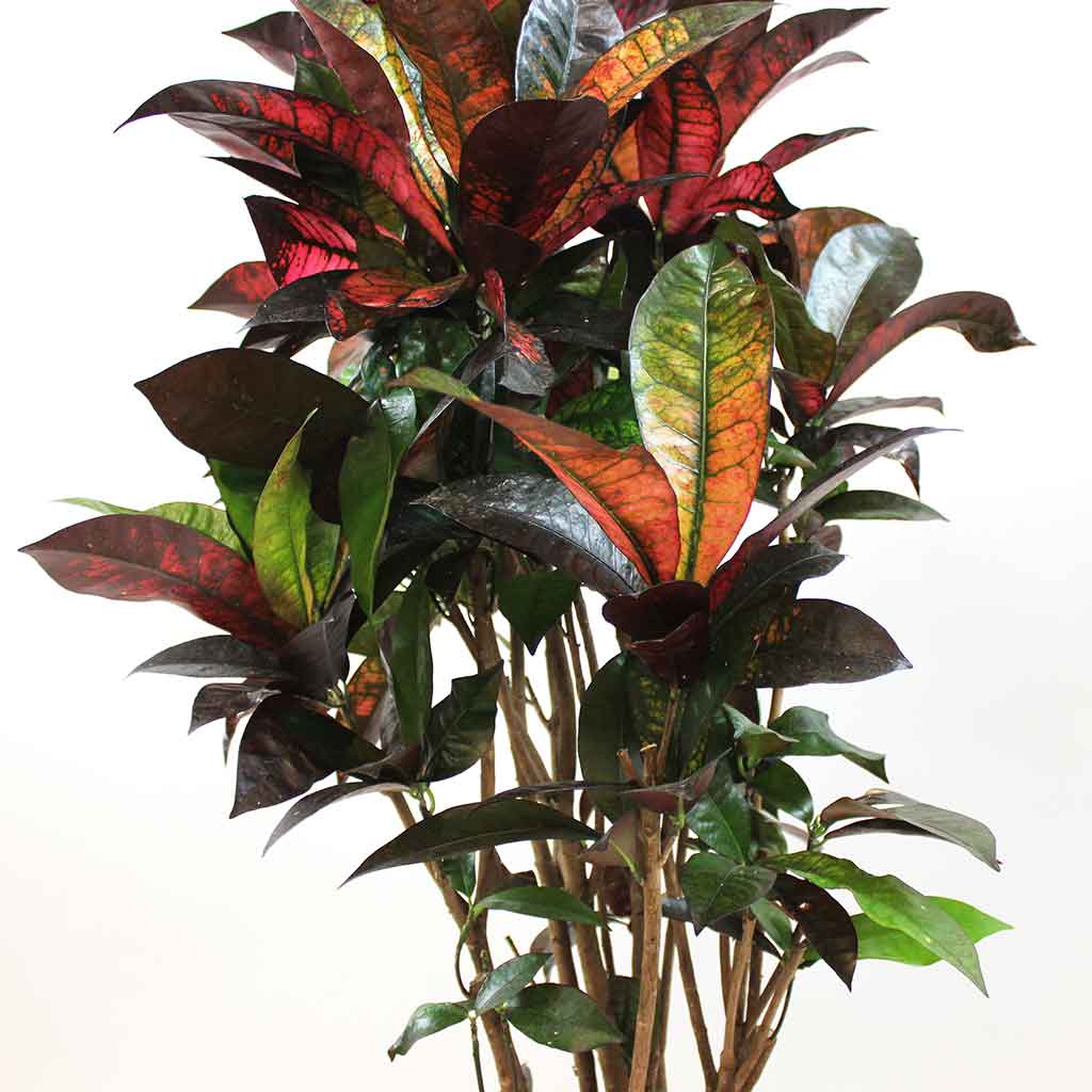 Croton Care Guide 101 – ROUGE ‘N’ LOVE