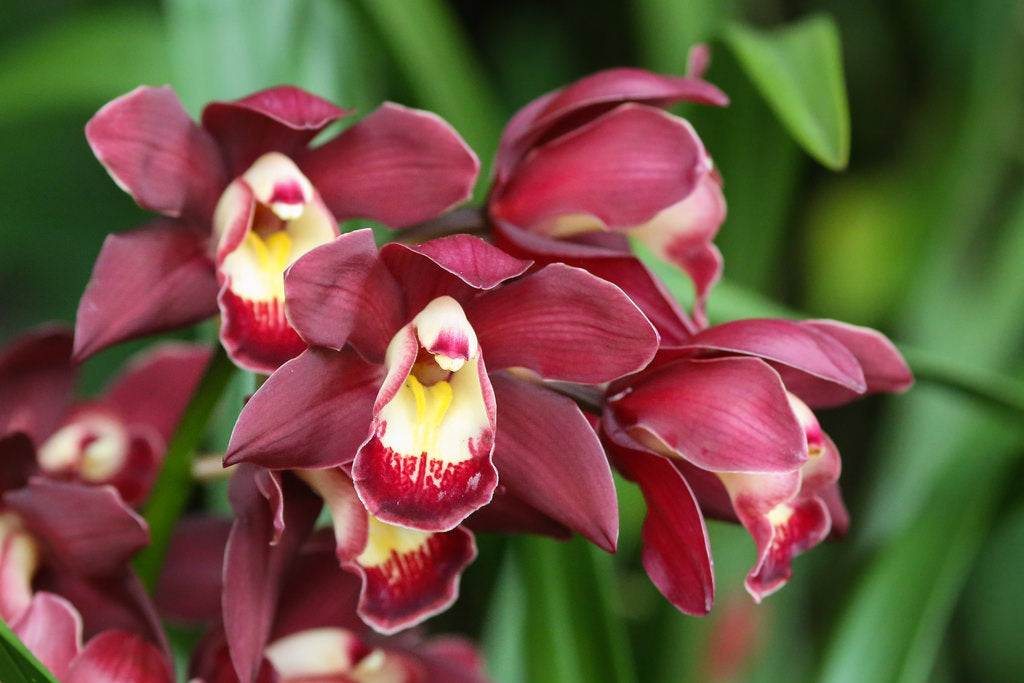 Cymbidium Orchids Care Guide 101 – ROUGE ‘N’ LOVE