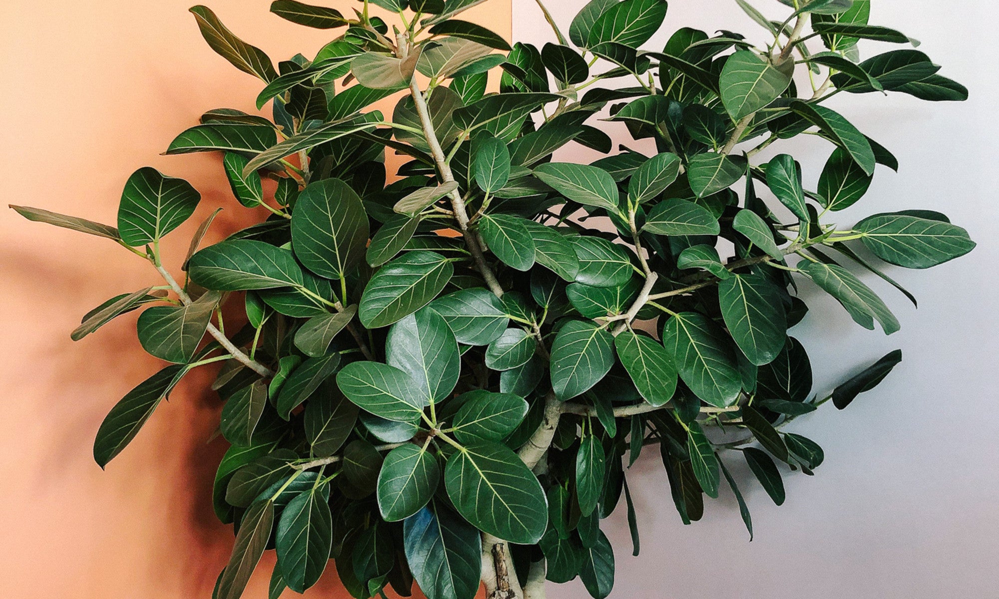 Ficus Audrey Care Guide 101 – ROUGE ‘N’ LOVE