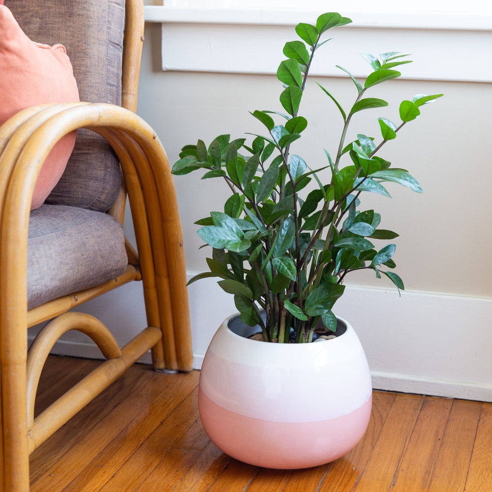 Zamia ZZ Plant Care Guide 101 – ROUGE ‘N’ LOVE