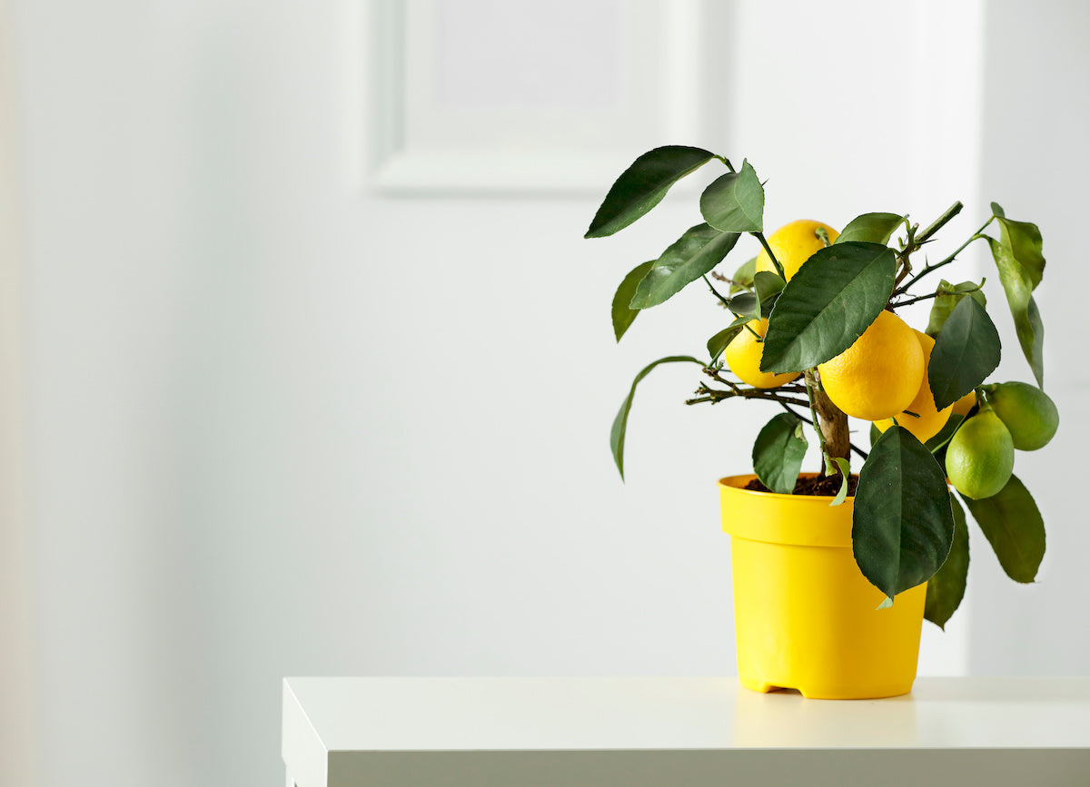 Citrus Tree Houseplant Care Guide 101 – ROUGE ‘N’ LOVE