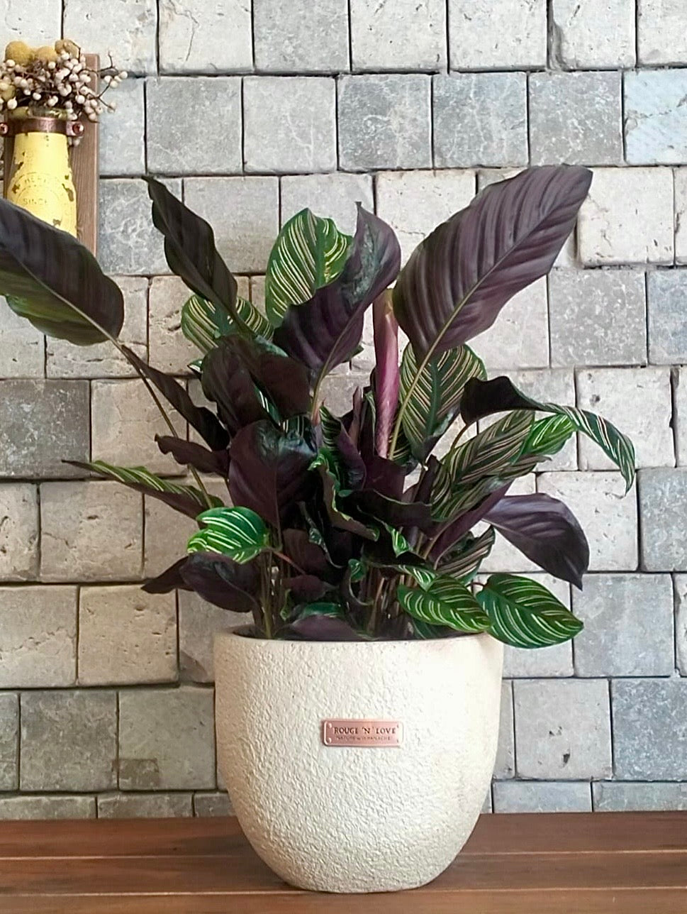 Beautiful Pinstripe Calathea Ornata. Indoor Plant. The Prayer Plant ...
