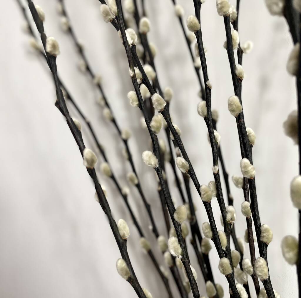 Dried Musk Willow Stalks – ROUGE ‘N’ LOVE